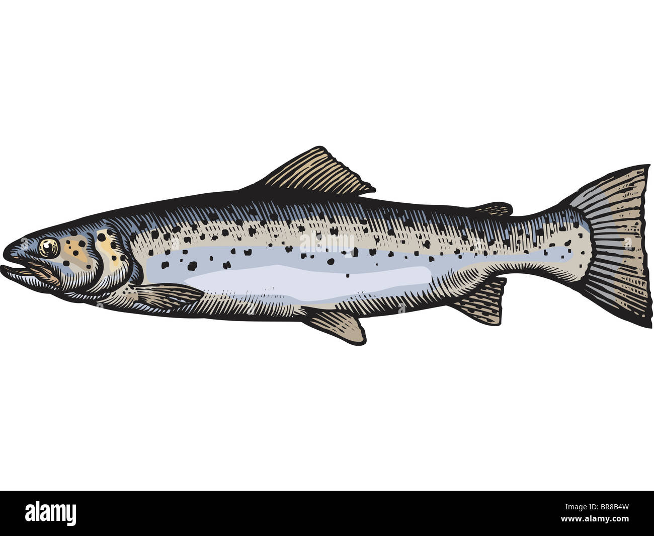 A drawing of a sea trout Stock Photo - Alamy