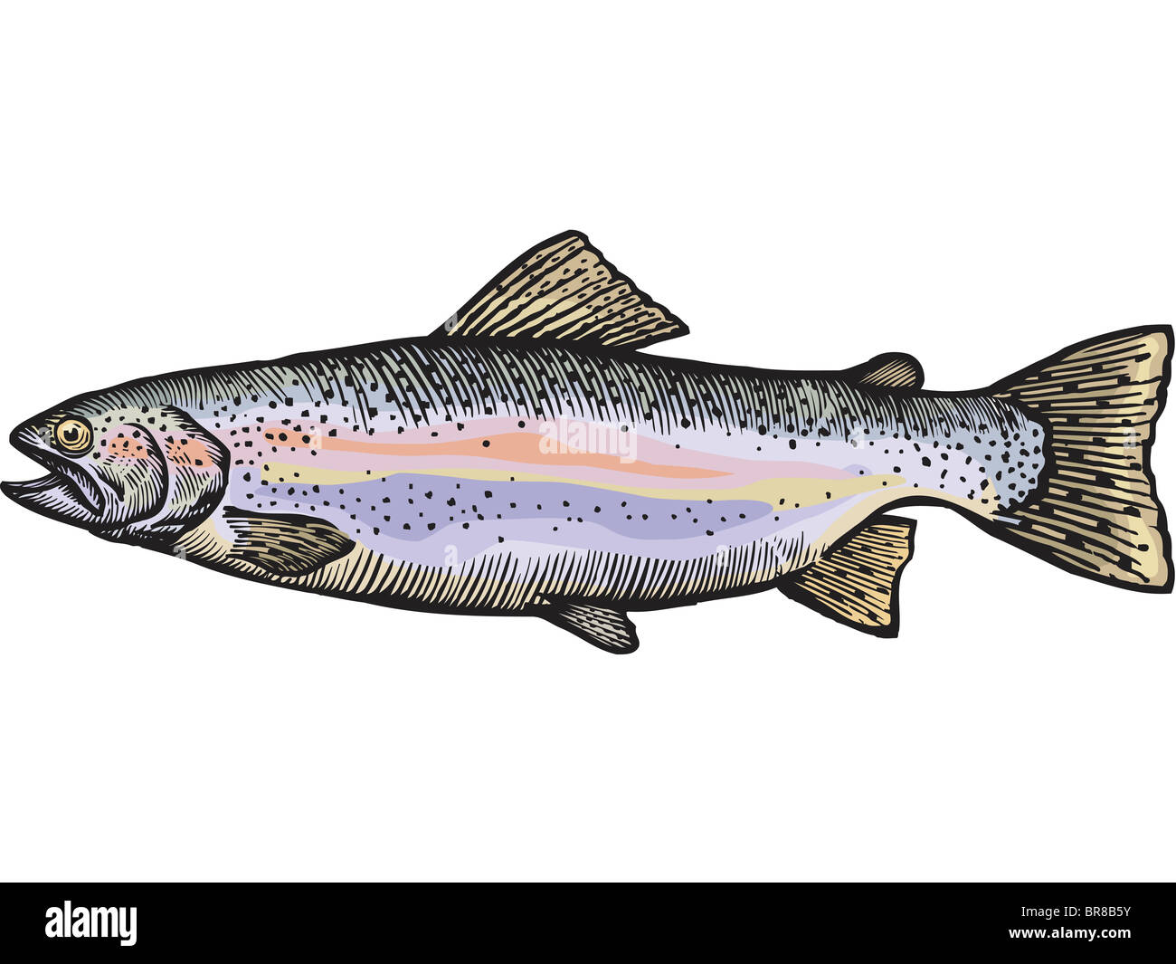 Cartoon illustration trout hi-res stock photography and images - Alamy