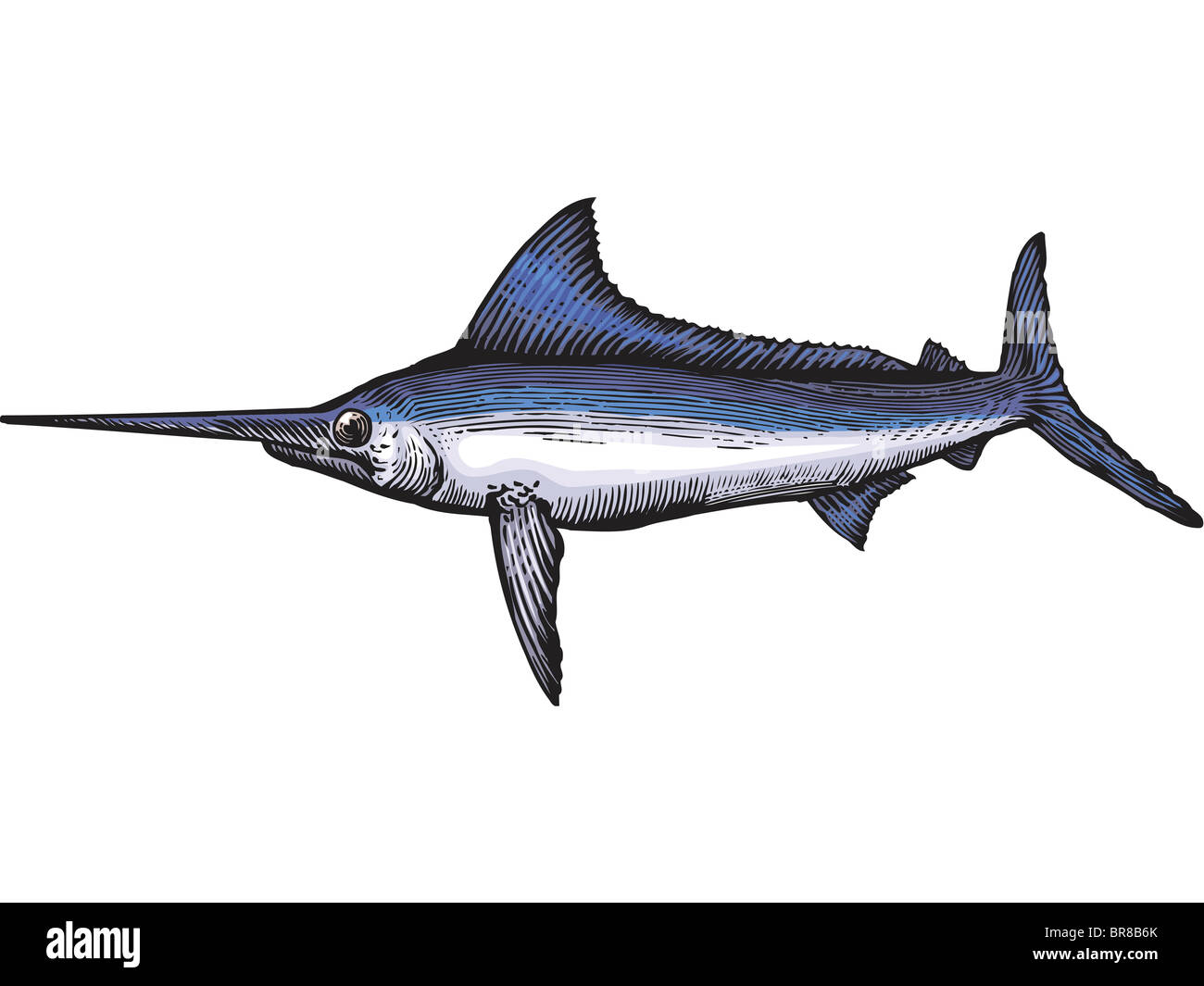 Blue Marlin Fish Drawing