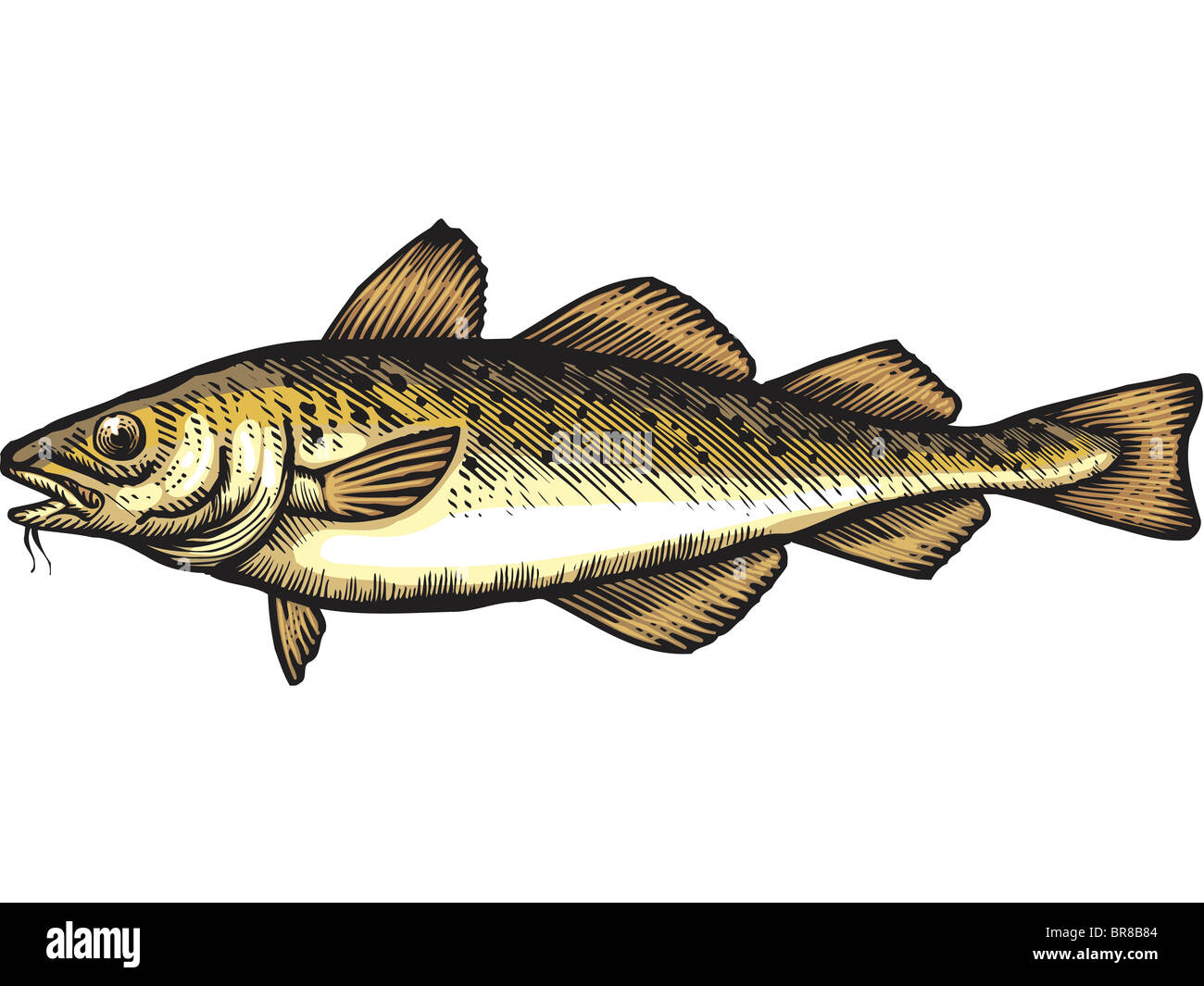 A drawing of a cod Stock Photo - Alamy