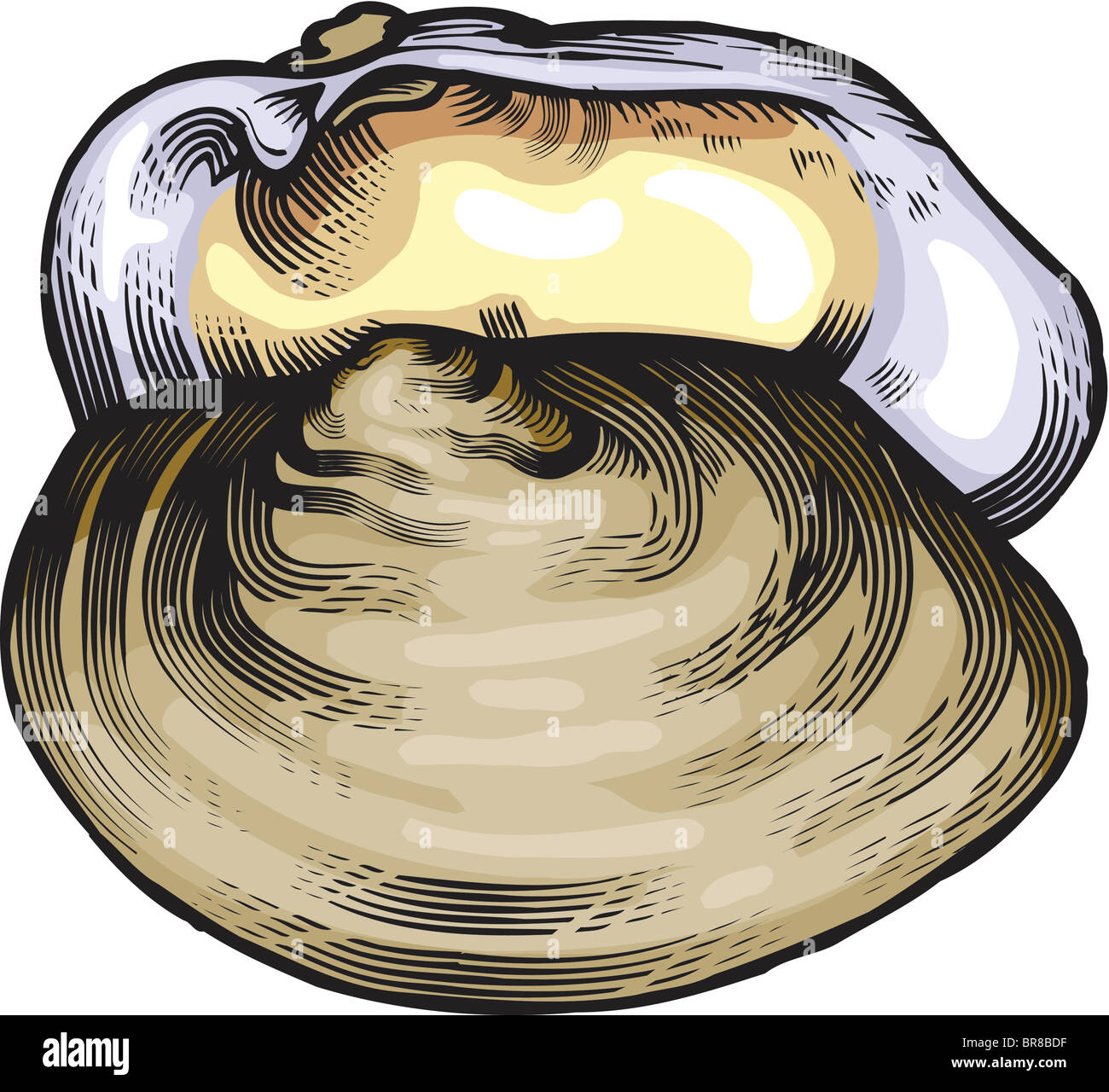 A drawing of a clam Stock Photo - Alamy