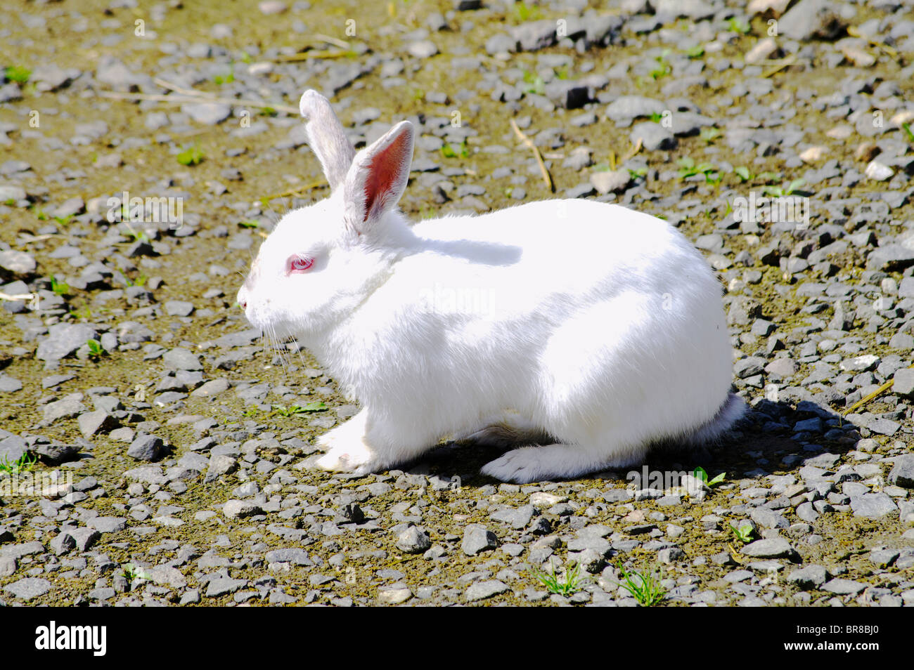 Rabbit theme hi-res stock photography and images - Alamy