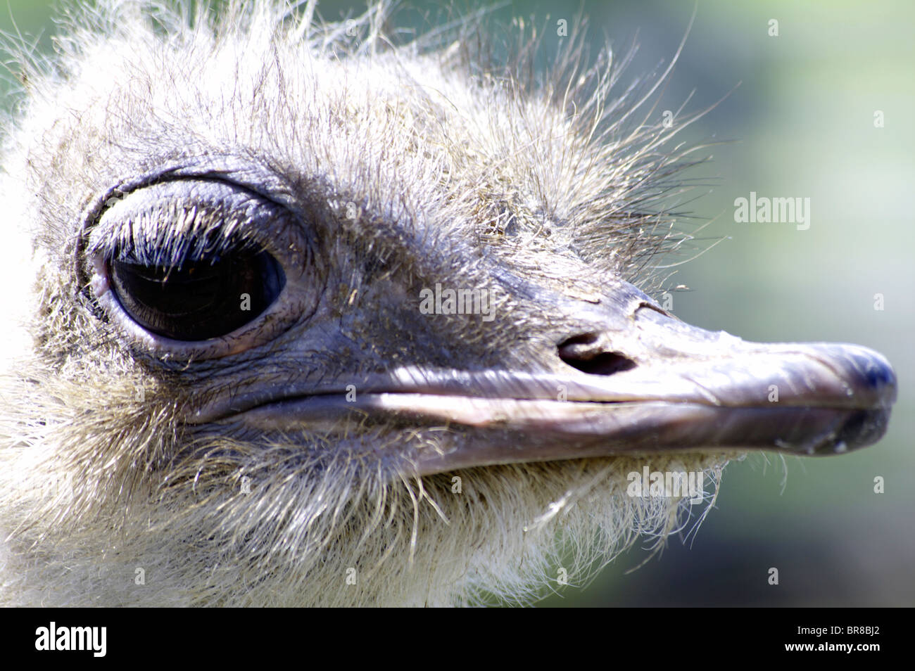 Close-up of ostrich Stock Photo - Alamy