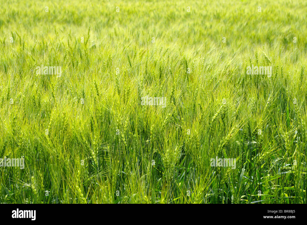 Wheat field, Hokkaido Prefecture, Japan Stock Photo - Alamy