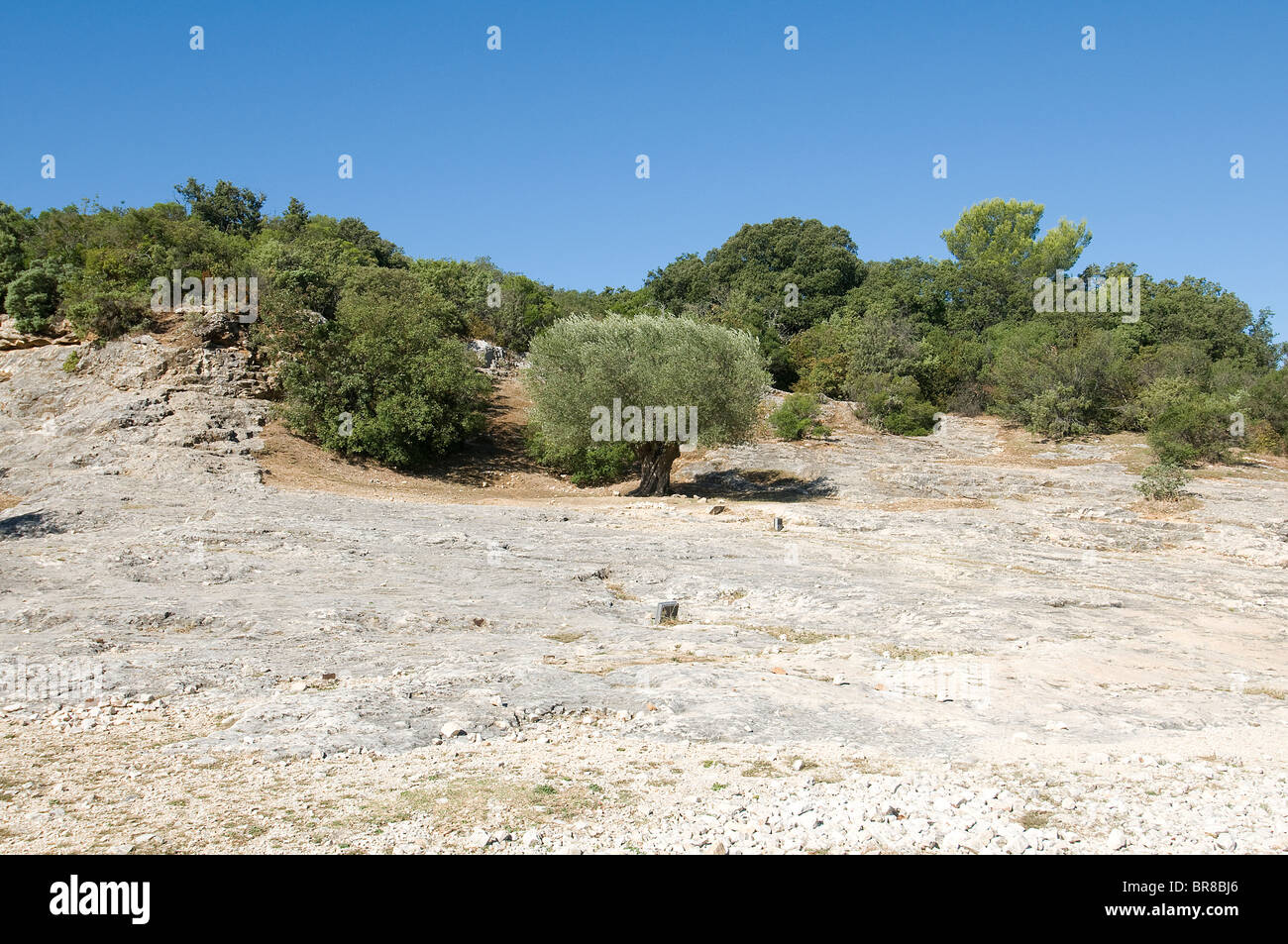 Natural olive tree view hi-res stock photography and images - Alamy