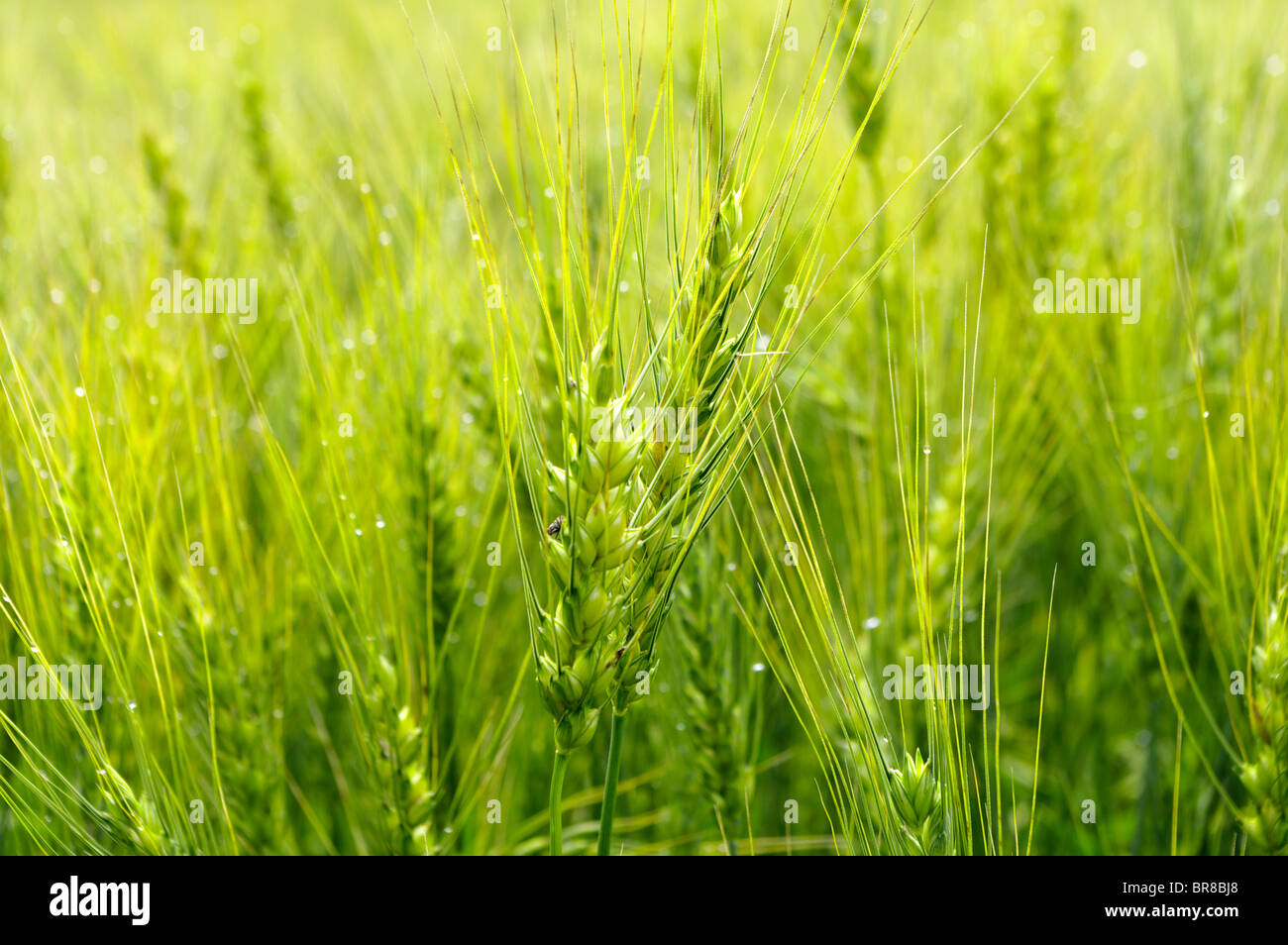 Agriculture farming hokkaido japan hi-res stock photography and images ...