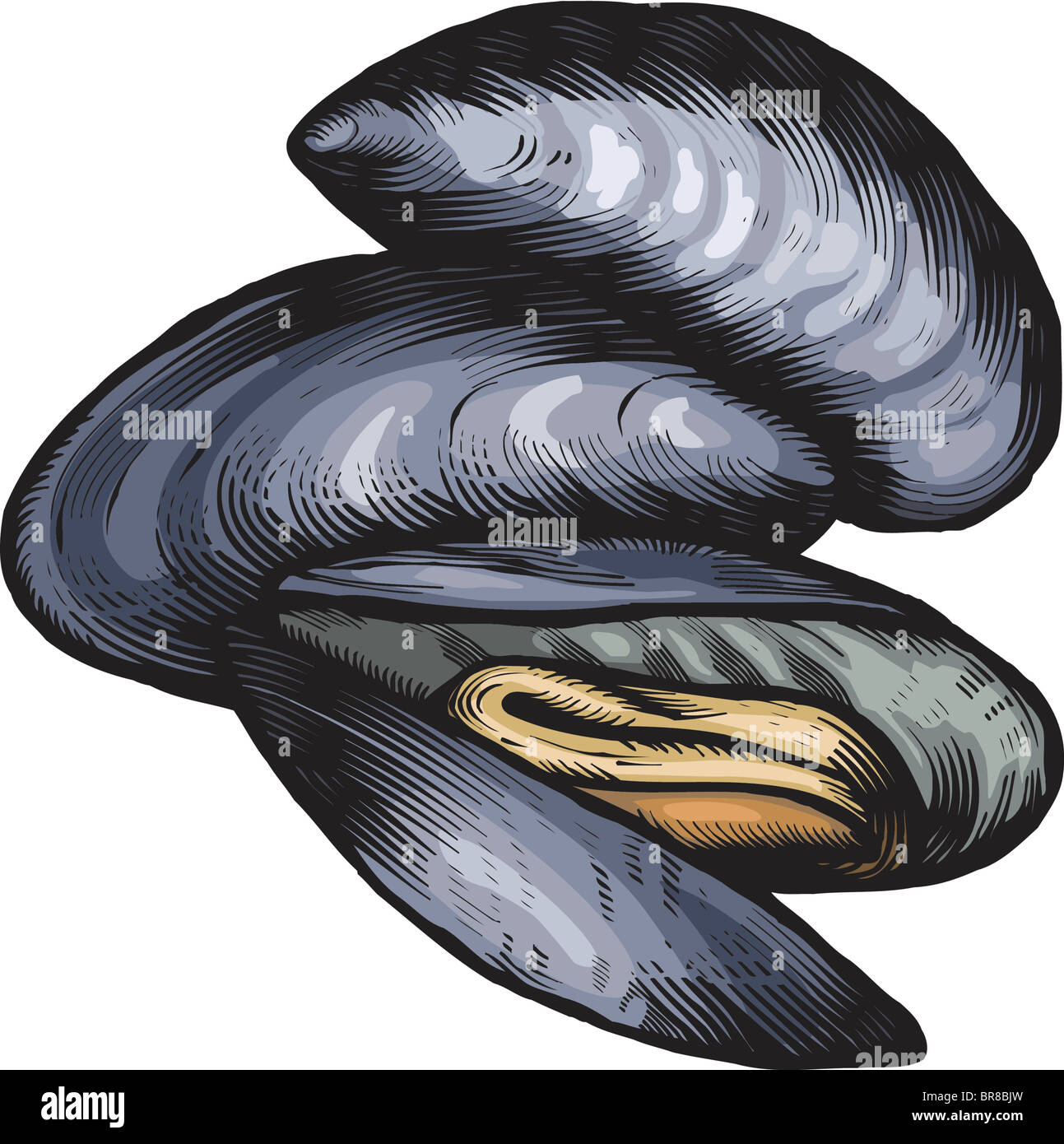 An illustration of blue mussels Stock Photo - Alamy