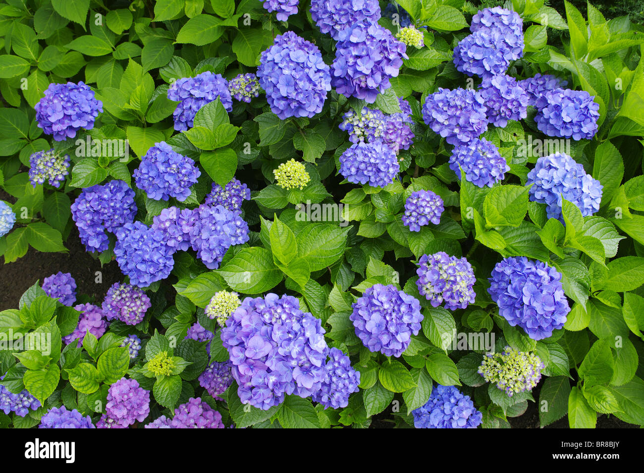 Large hydrangeas hi-res stock photography and images - Alamy