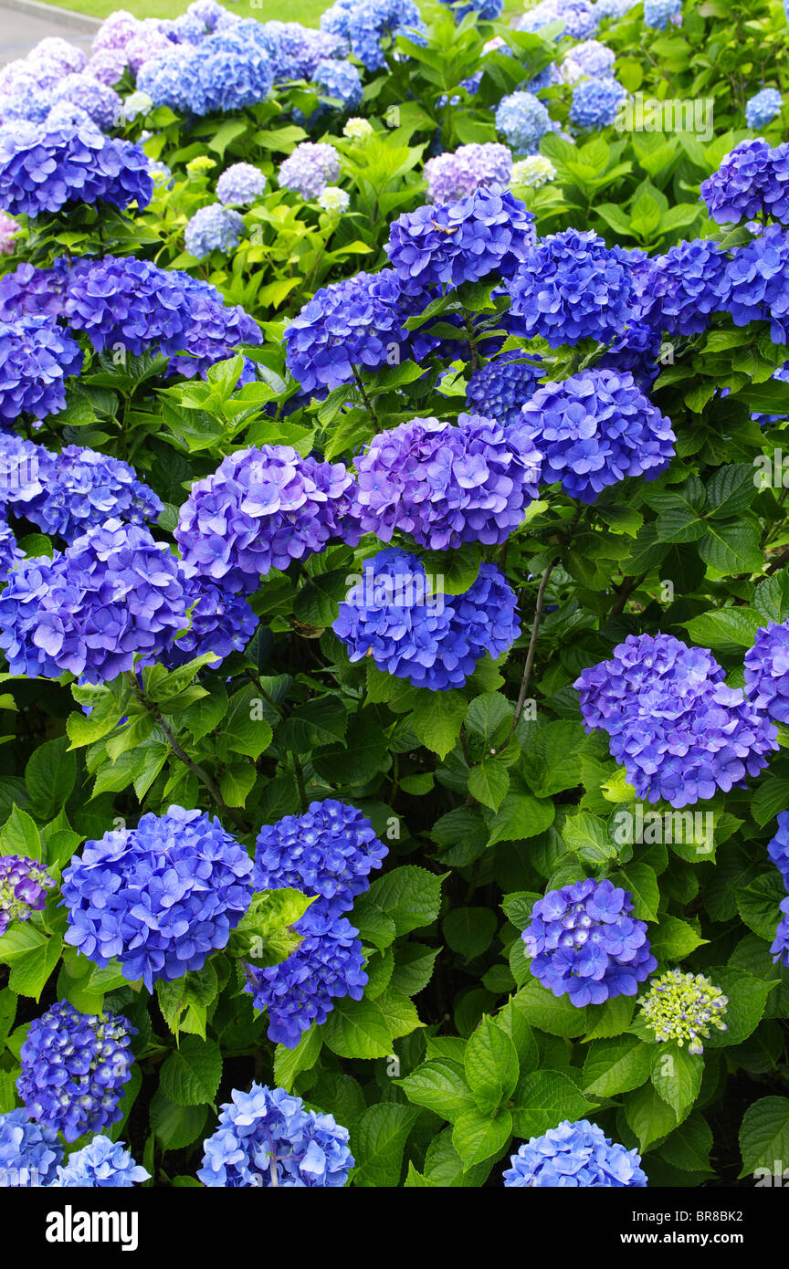 Large hydrangeas hi-res stock photography and images - Alamy