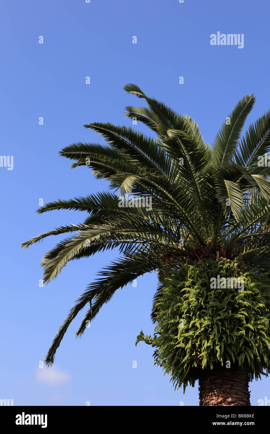 Palm upward view hi-res stock photography and images - Alamy
