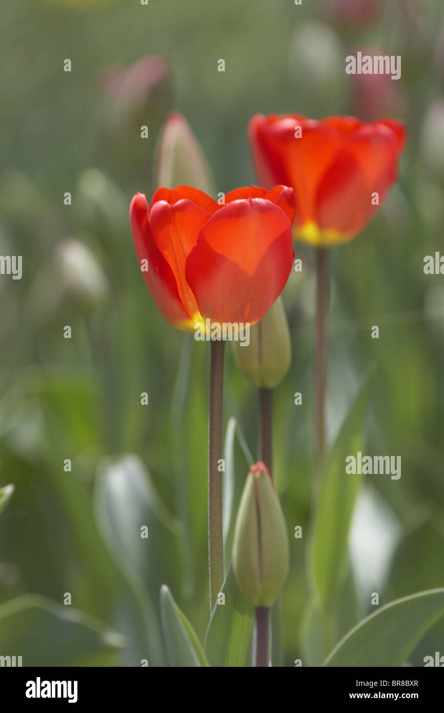 Two red tulips close up hi-res stock photography and images - Alamy