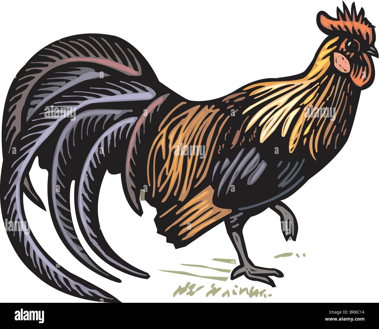 An illustration of a rooster Stock Photo - Alamy