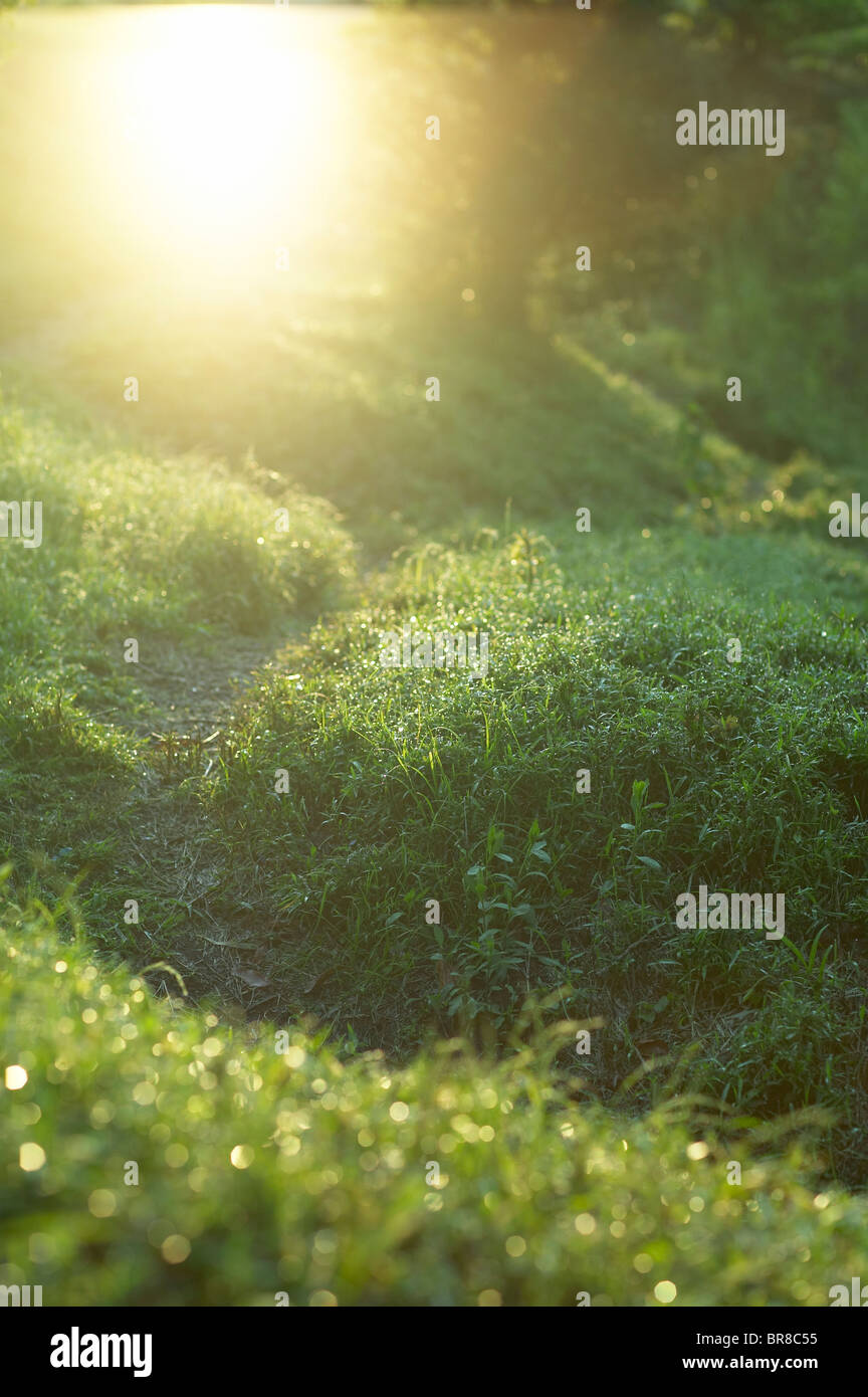 Footpath and Sunshine Stock Photo - Alamy