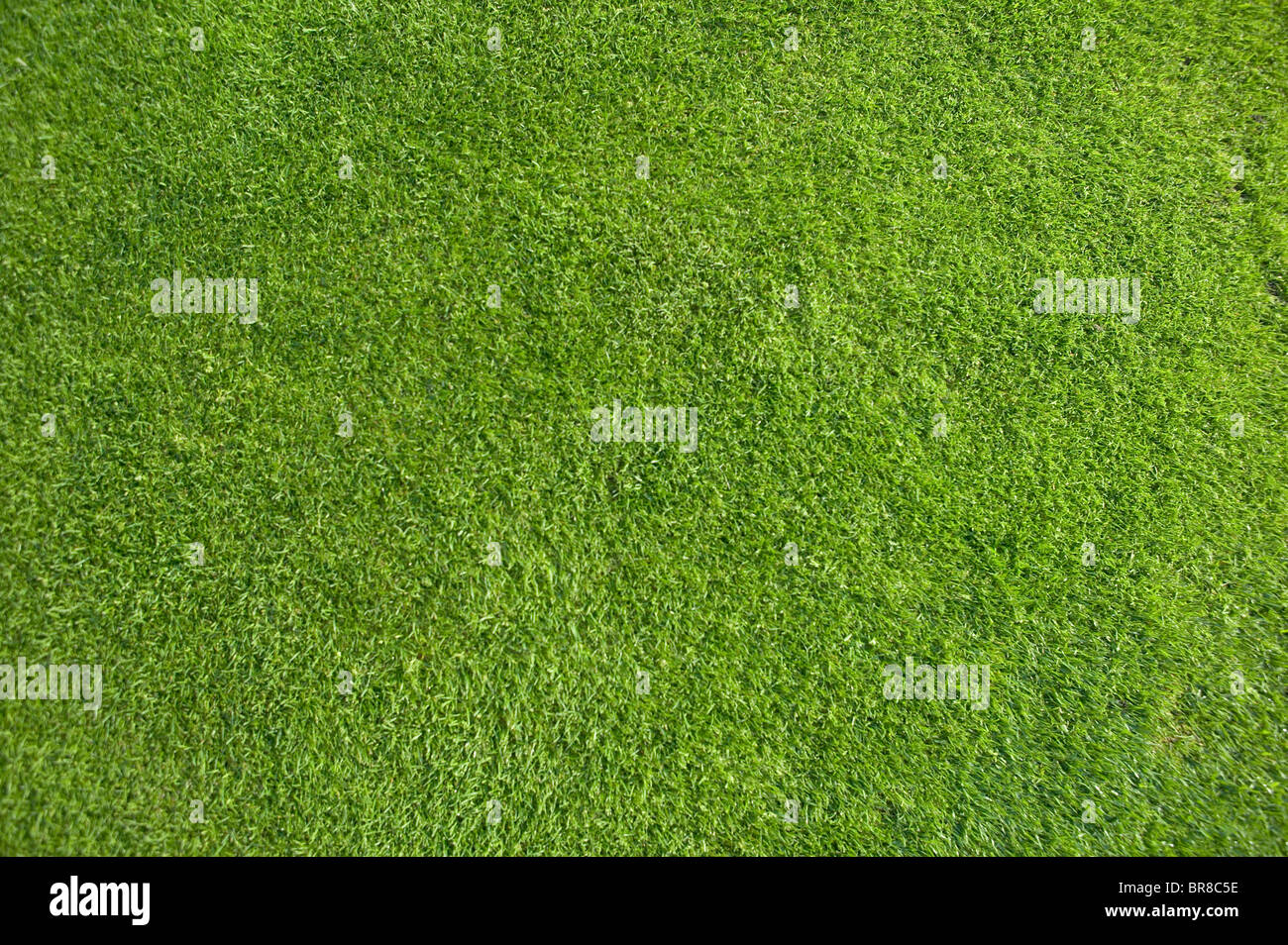 High Angle of Green Grass Stock Photo - Alamy