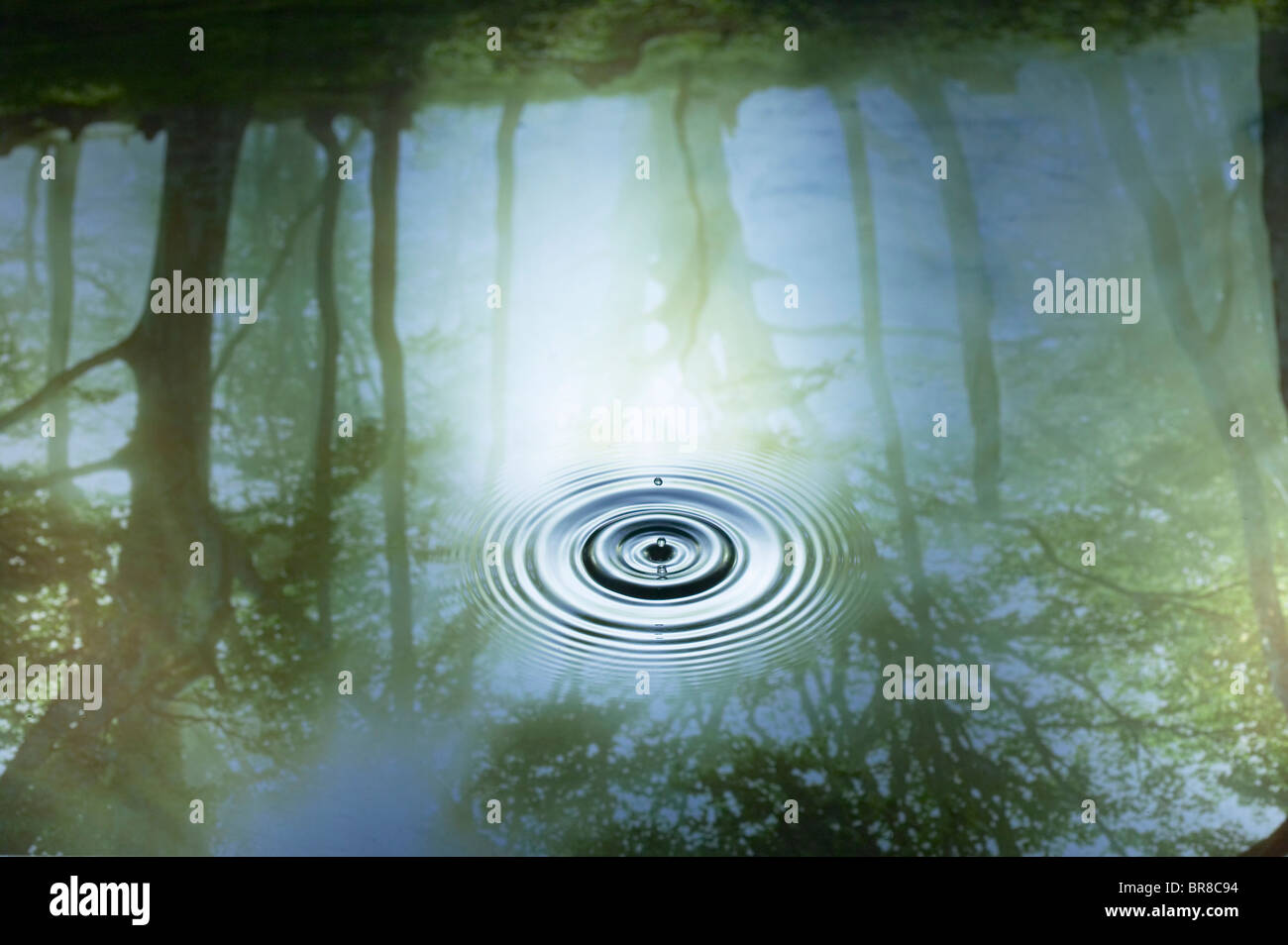 Surface of water reflecting trees hi-res stock photography and images ...