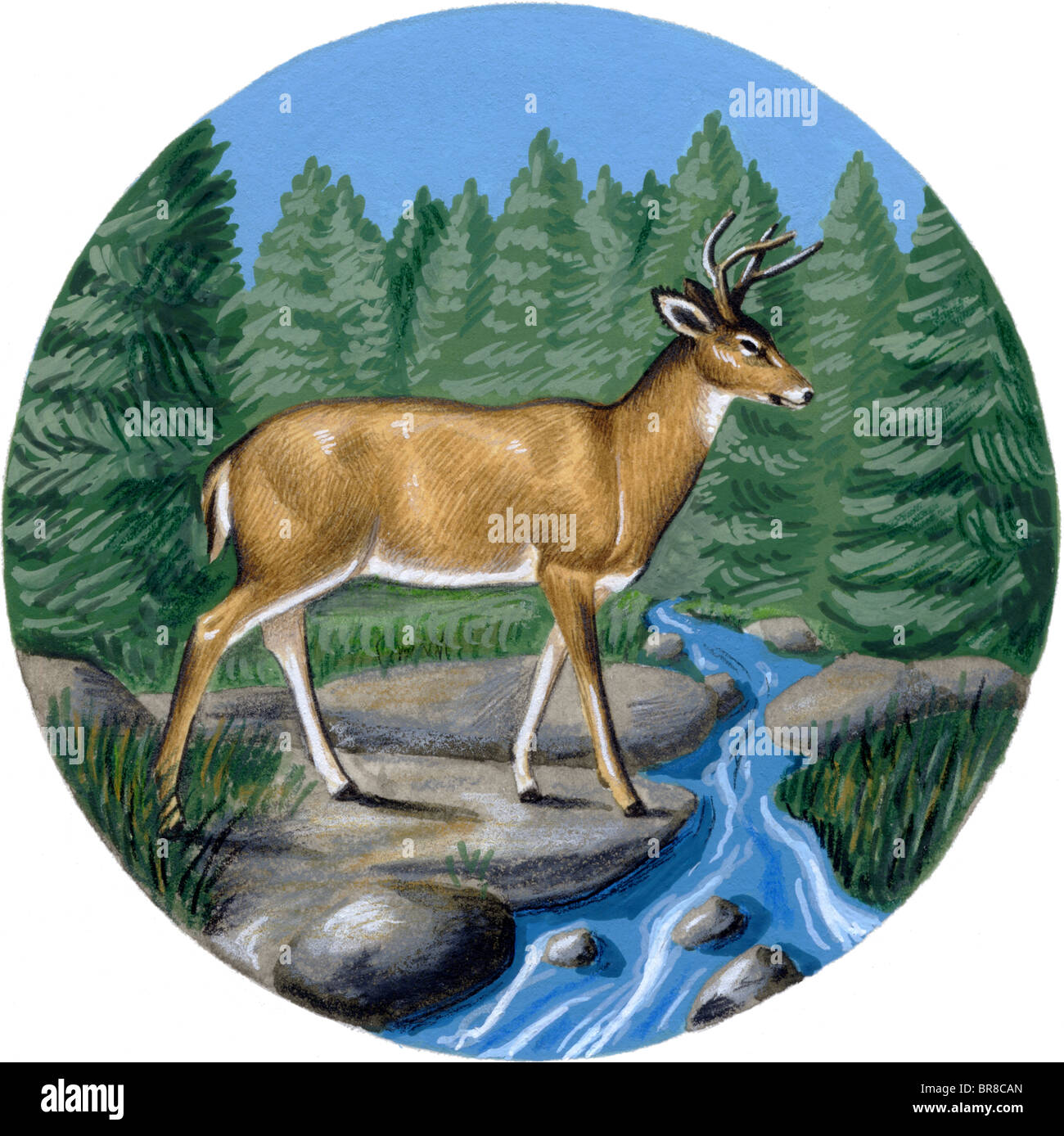An illustration of a deer at a stream of water Stock Photo - Alamy