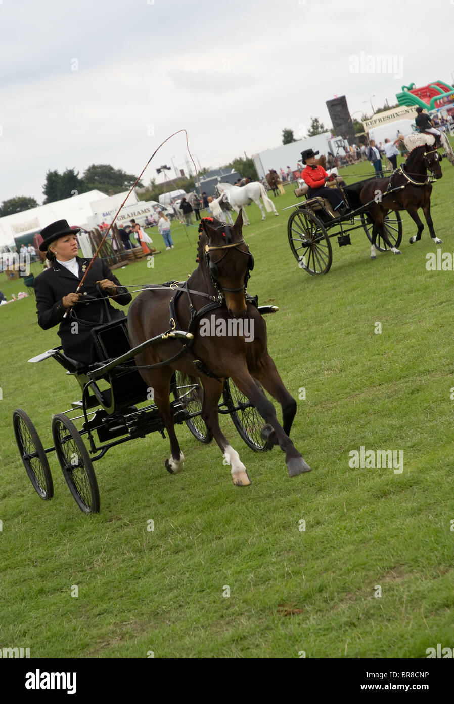 hackney carriage ponies at the orsett county show Stock Photo - Alamy