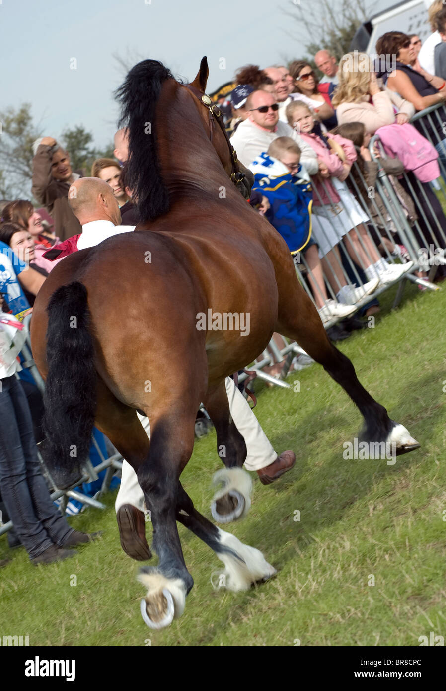 a handler with a welsh cob stallion section D during a In Hand Showing ...