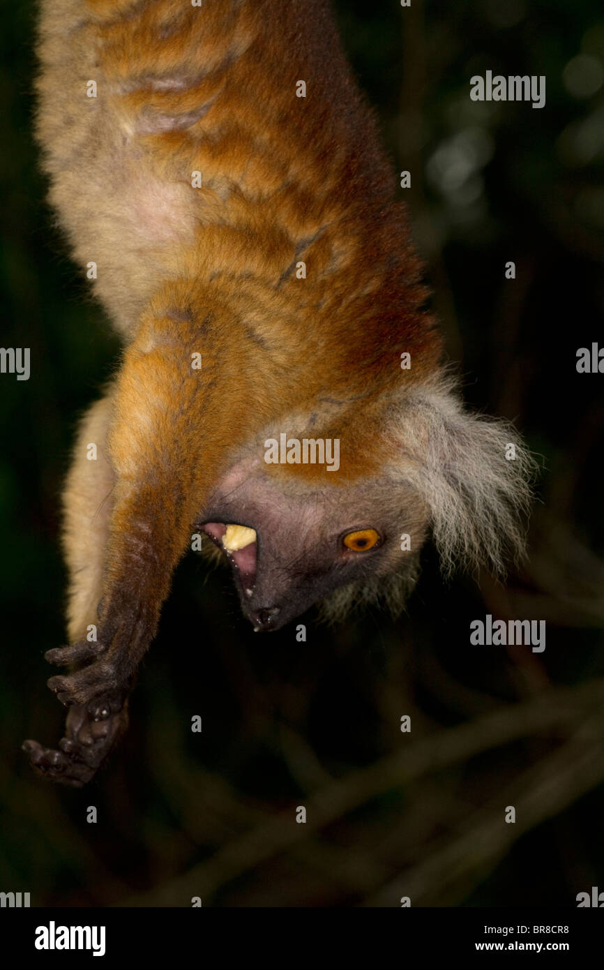 Female Black Lemur, Eulemur Macaco, Nosy Be - Madagascar Stock Photo ...