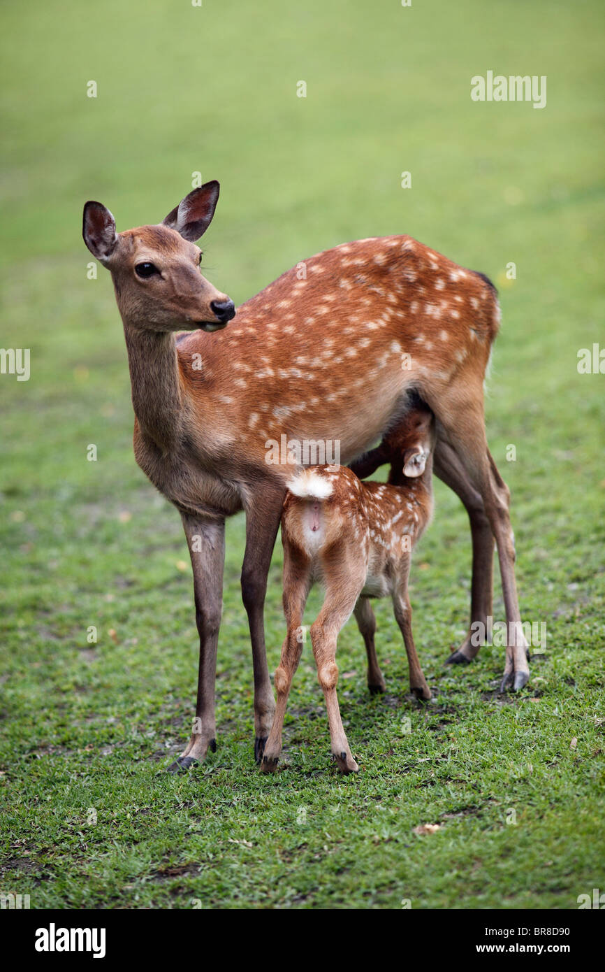 Deer and its fawn Stock Photo - Alamy