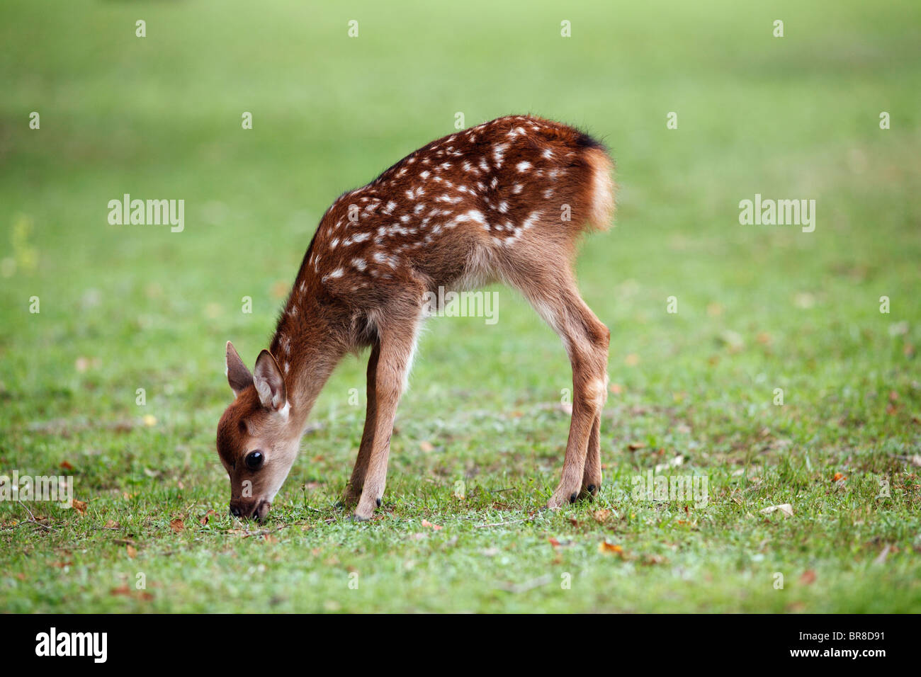 One fawn hi-res stock photography and images - Alamy