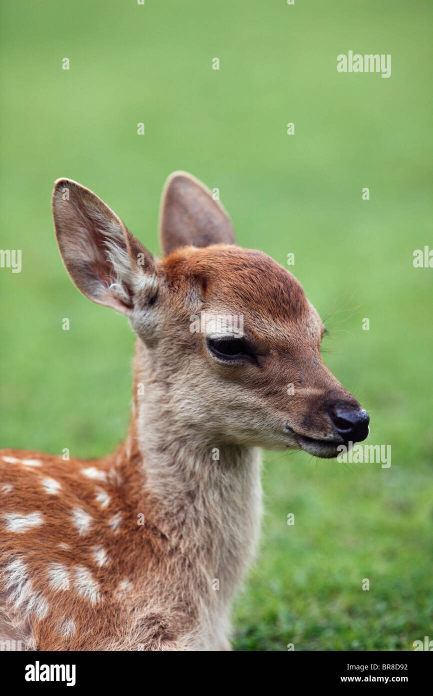 Fawn head hi-res stock photography and images - Alamy