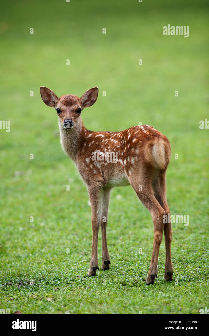 Fawn deer grass hi-res stock photography and images - Alamy