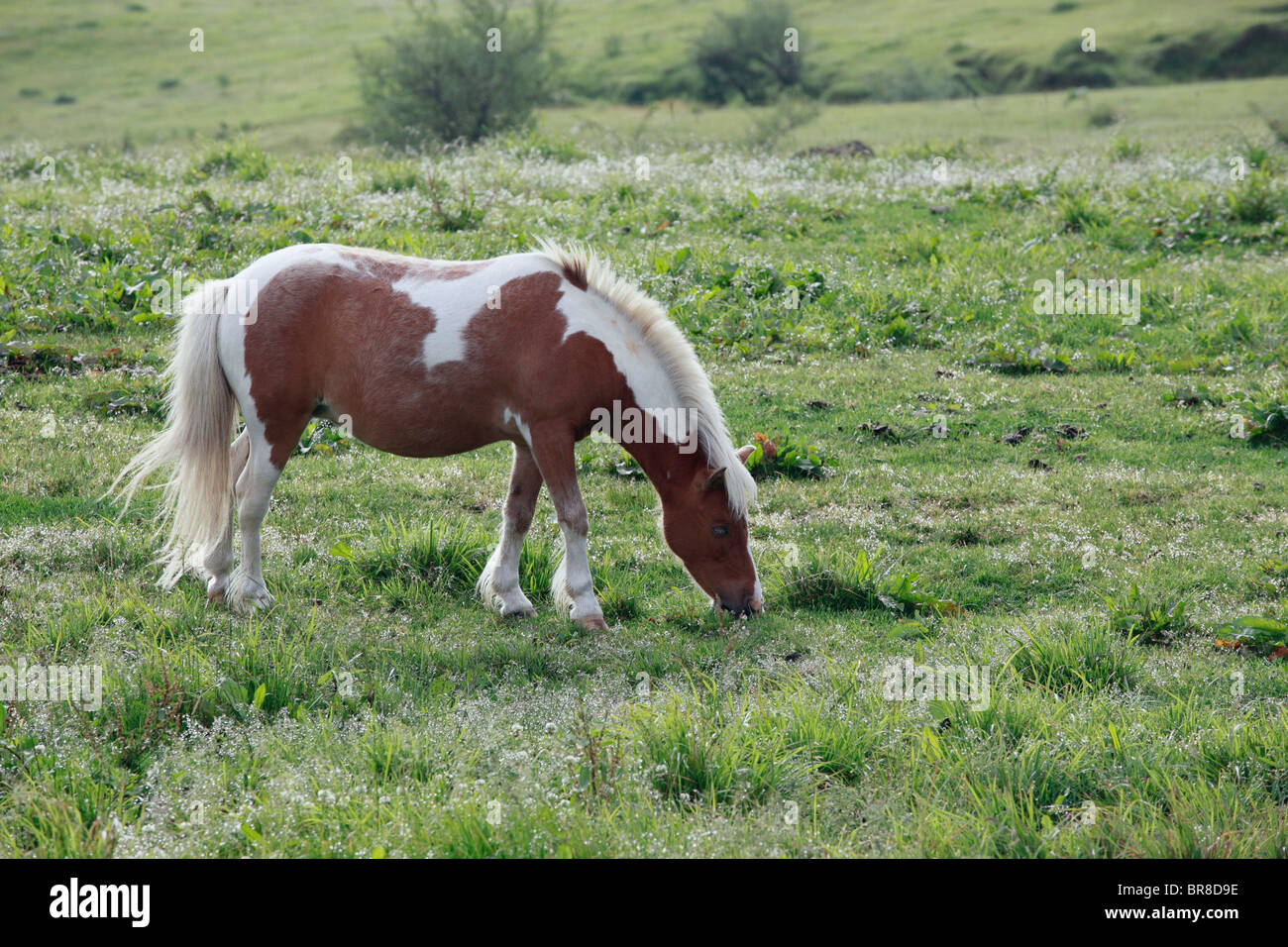 One horse grazing hi-res stock photography and images - Alamy