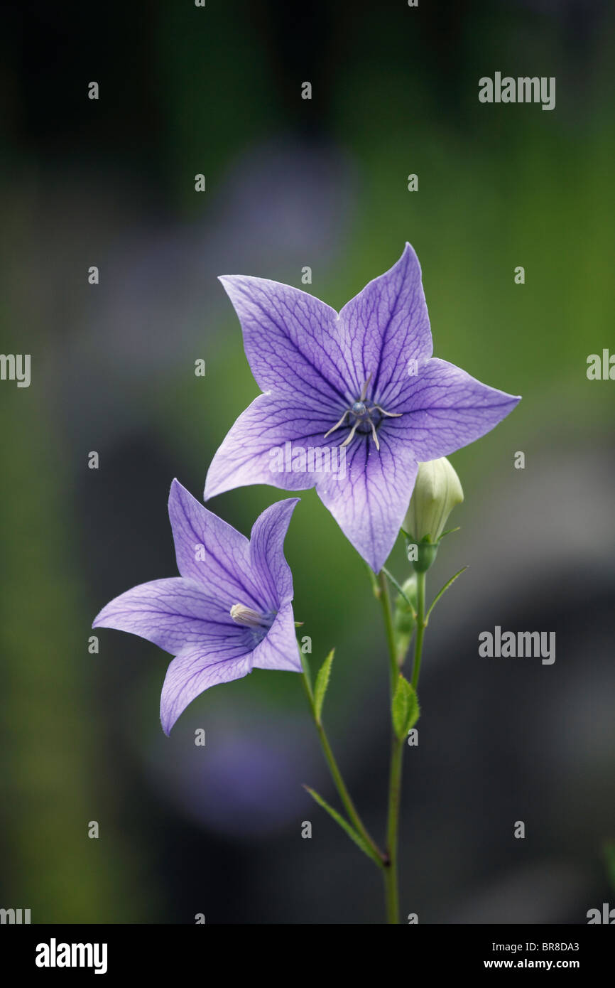 Two bell flowers hi-res stock photography and images - Alamy