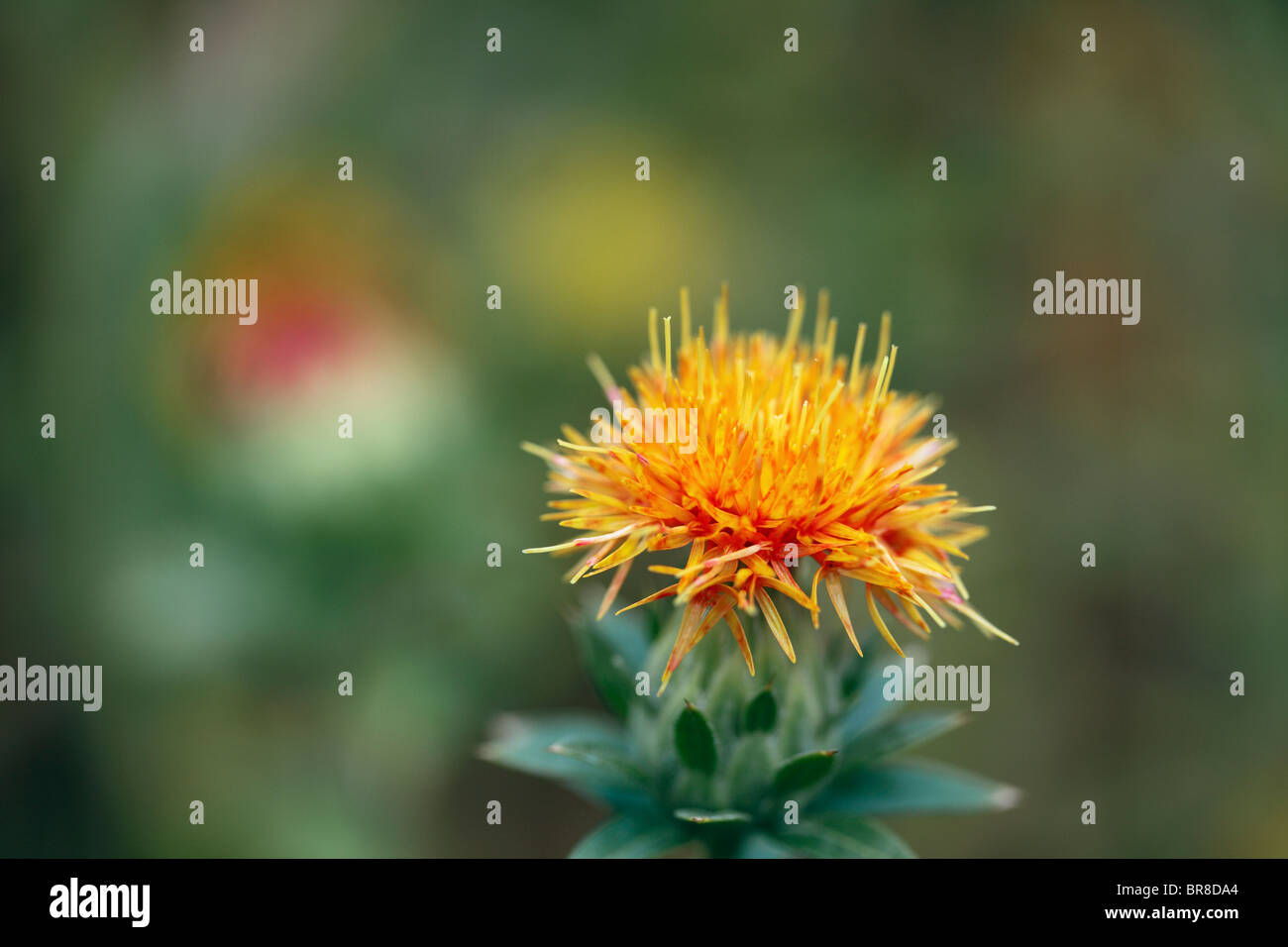 Safflower (Carthamus tinctorius L Stock Photo - Alamy