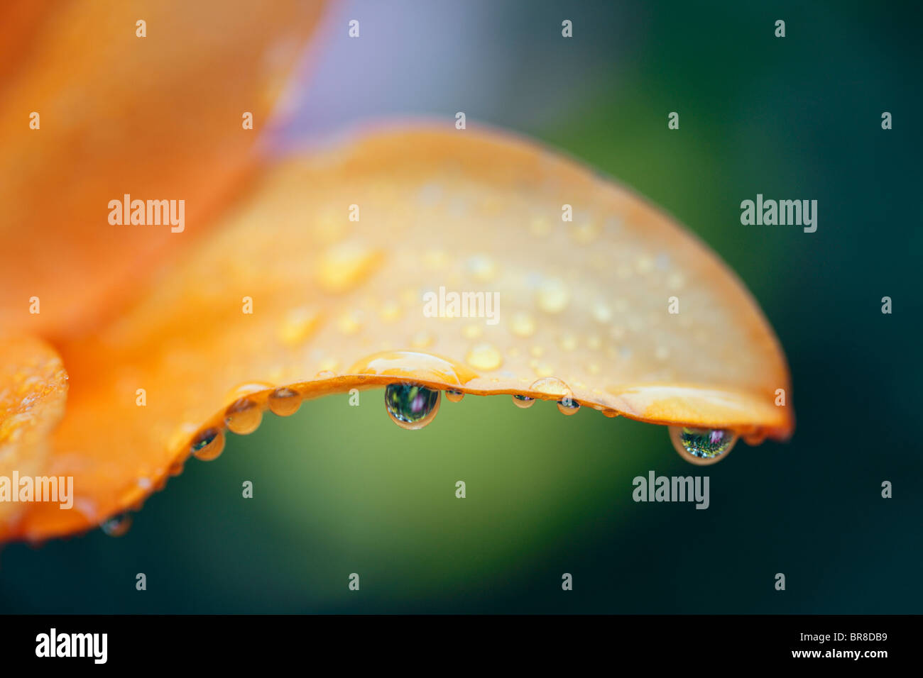 Drops Dripping High Resolution Stock Photography and Images - Alamy