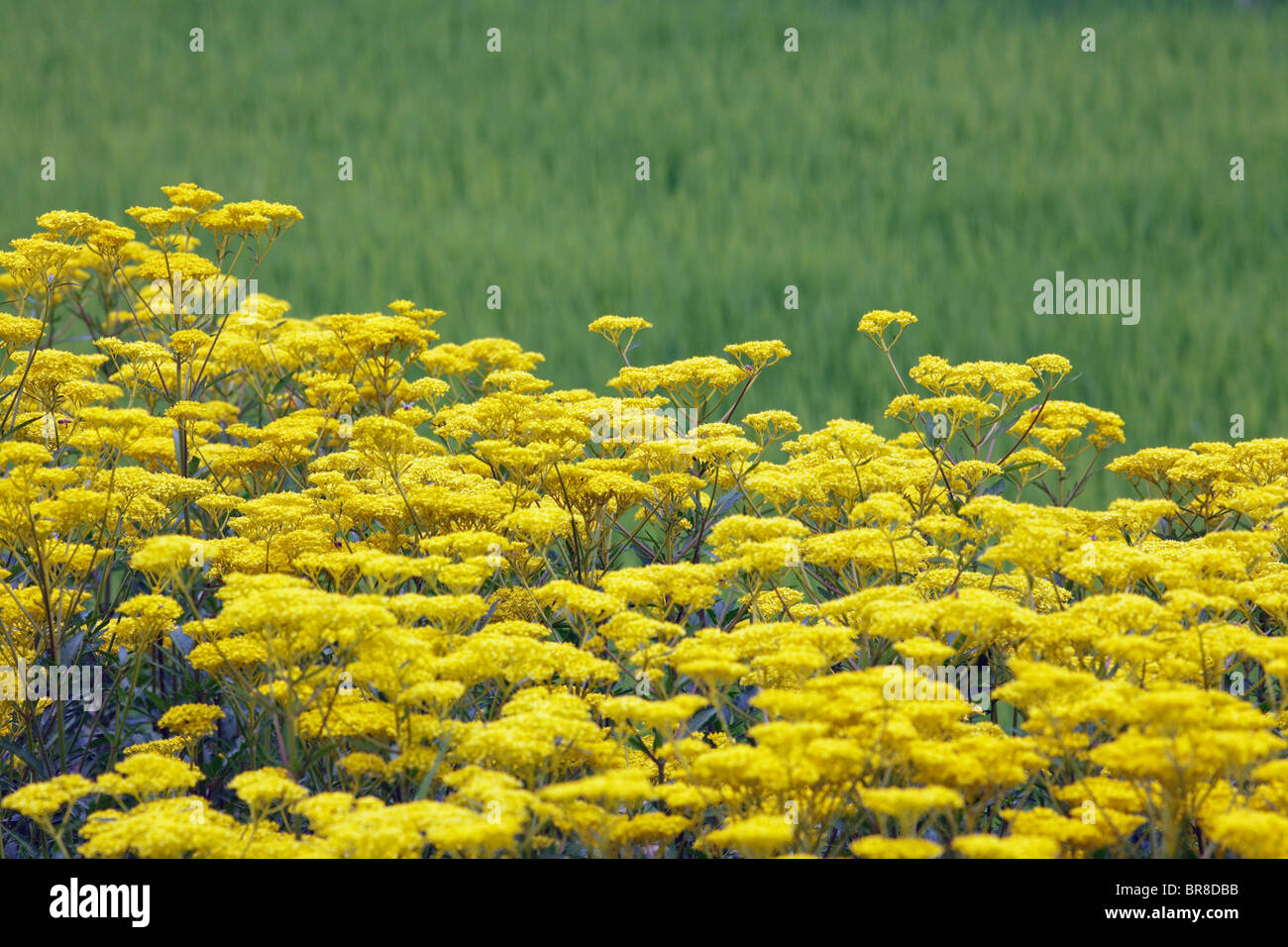 Yellow Patrinia flowers Stock Photo - Alamy