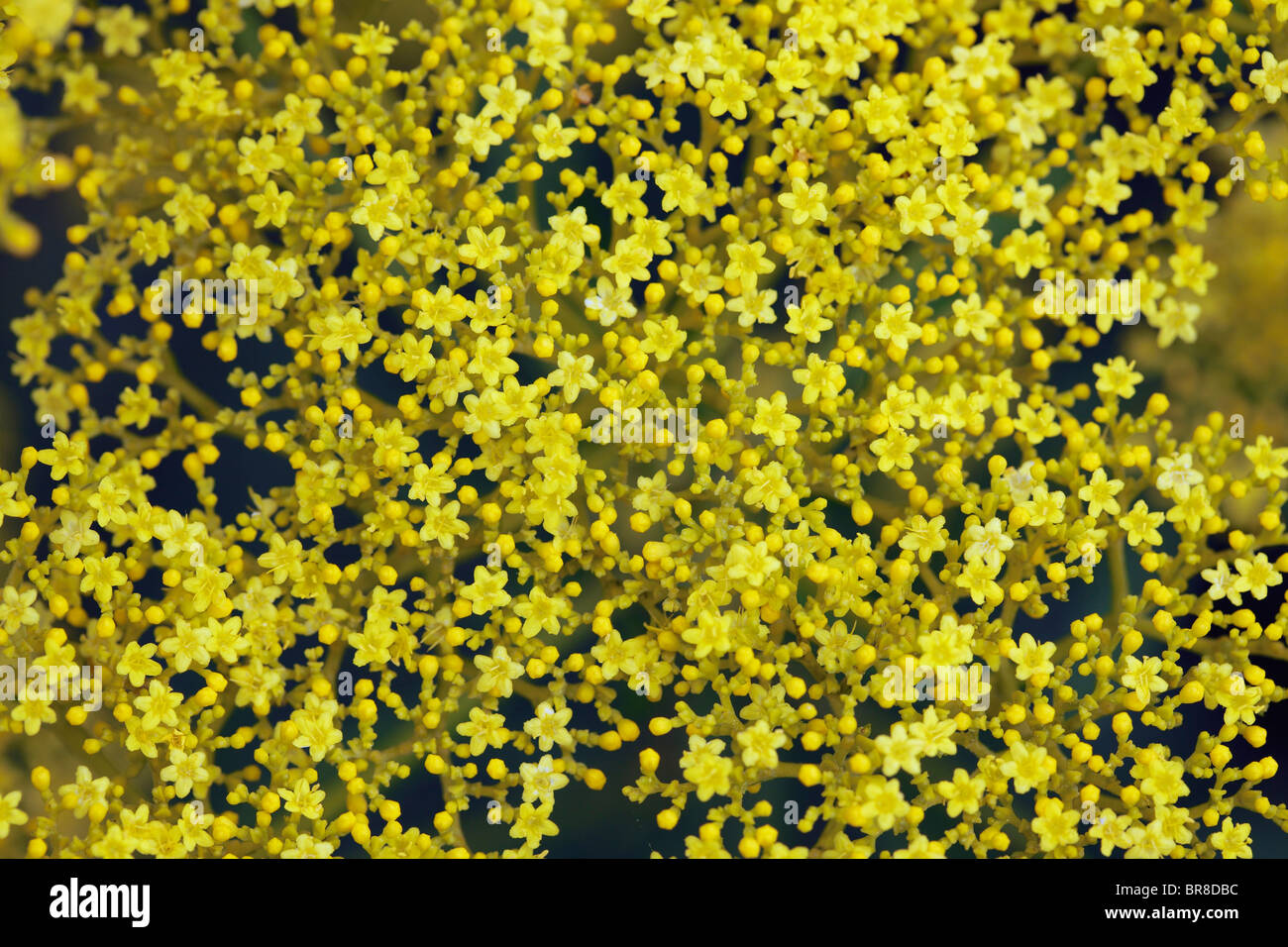 Yellow Patrinia flowers Stock Photo - Alamy