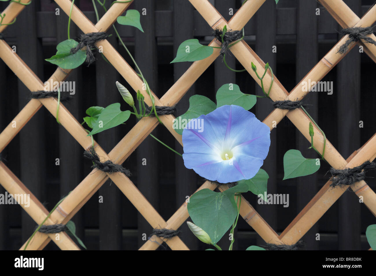 Morning glory and bamboo hi-res stock photography and images - Alamy