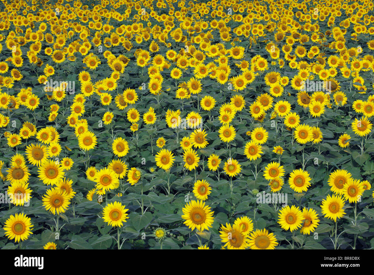 Field objects hi-res stock photography and images - Alamy