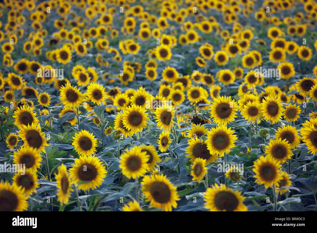 Field objects hi-res stock photography and images - Alamy