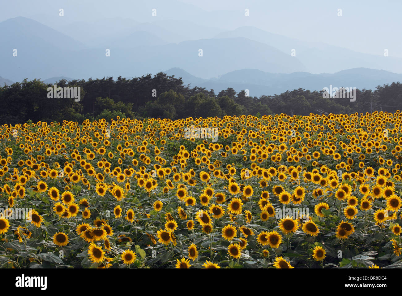 Field objects hi-res stock photography and images - Alamy