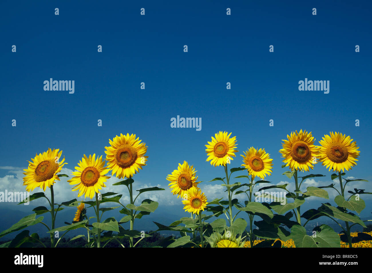 Sunflower and sky Stock Photo - Alamy