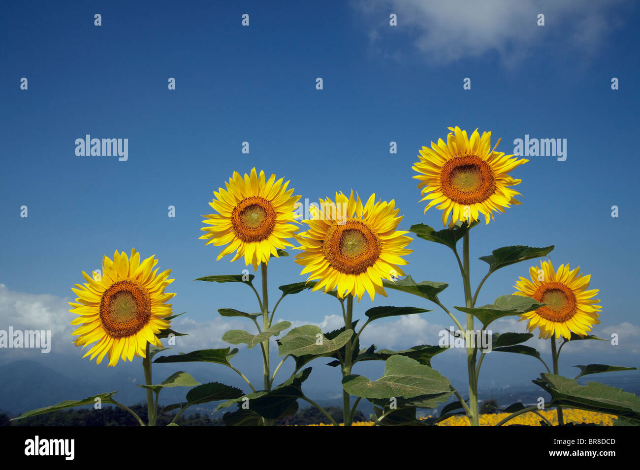 Five sunflowers hi-res stock photography and images - Alamy