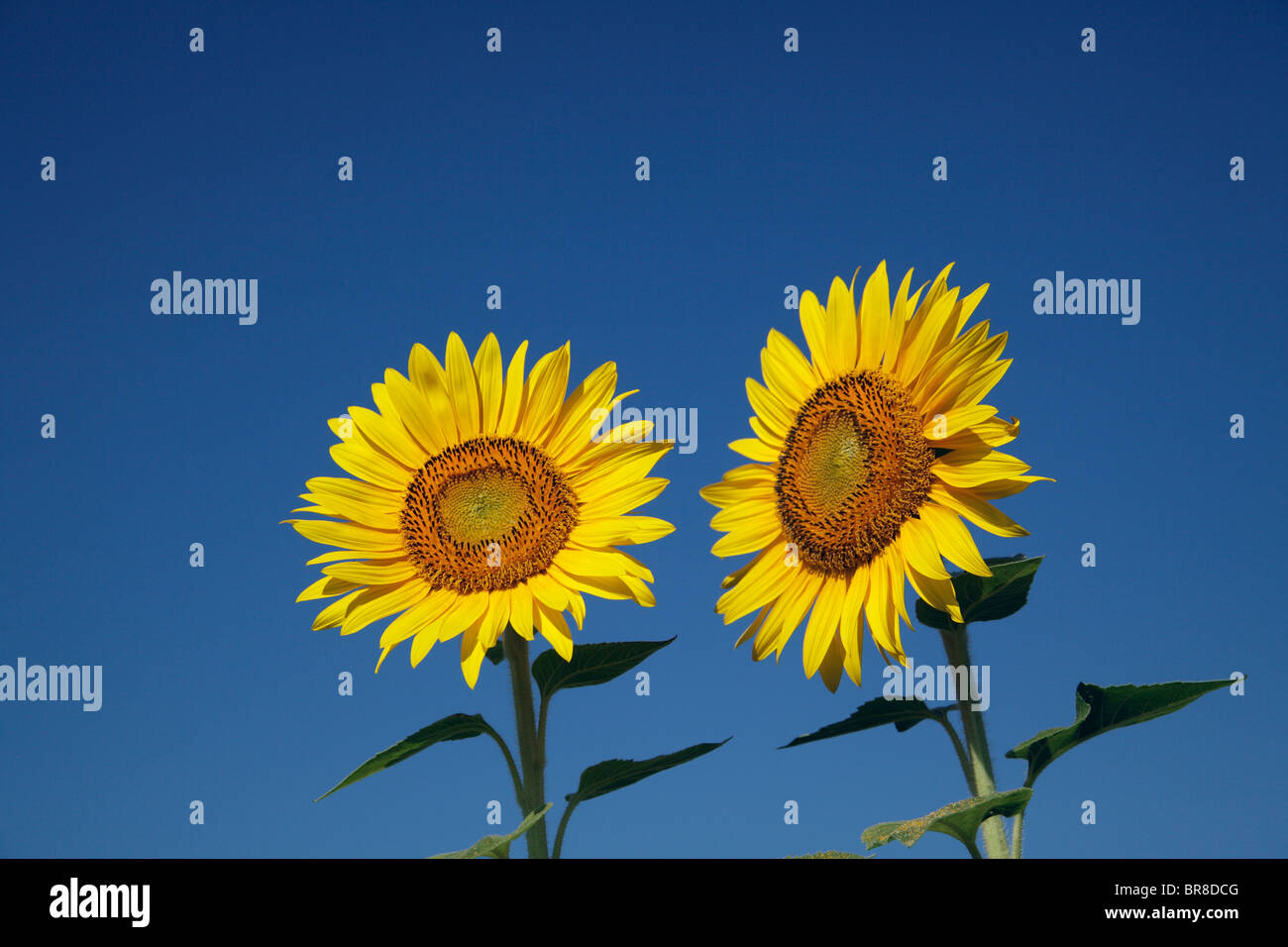 Two small flower groups hi-res stock photography and images - Alamy