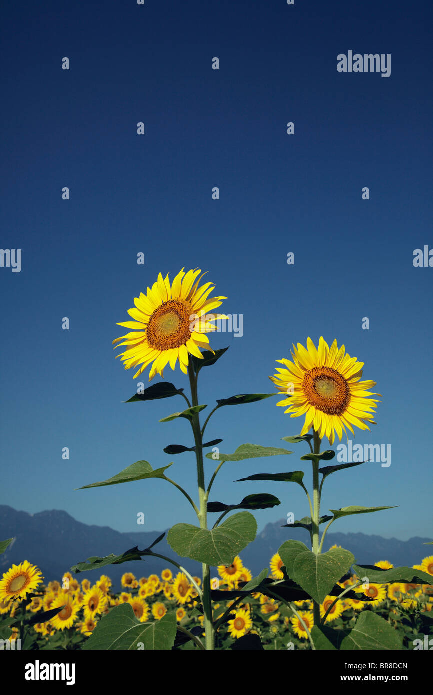 Sunflower range hi-res stock photography and images - Alamy
