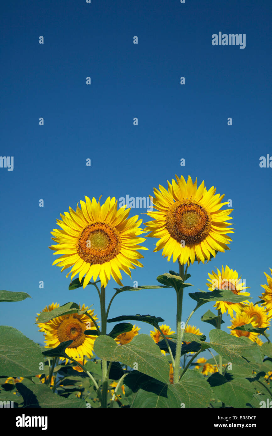 Field objects hi-res stock photography and images - Alamy