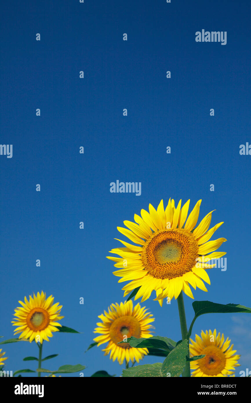 Four flower groups hi-res stock photography and images - Alamy