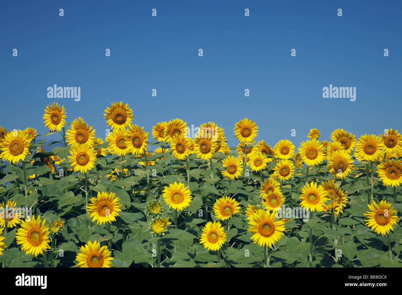 Sunflower and sky Stock Photo - Alamy