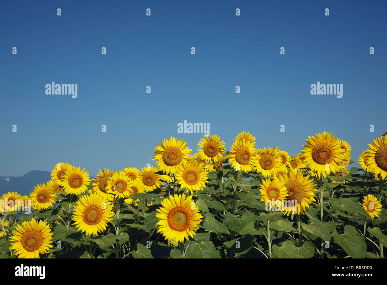 Sunflower and sky Stock Photo - Alamy