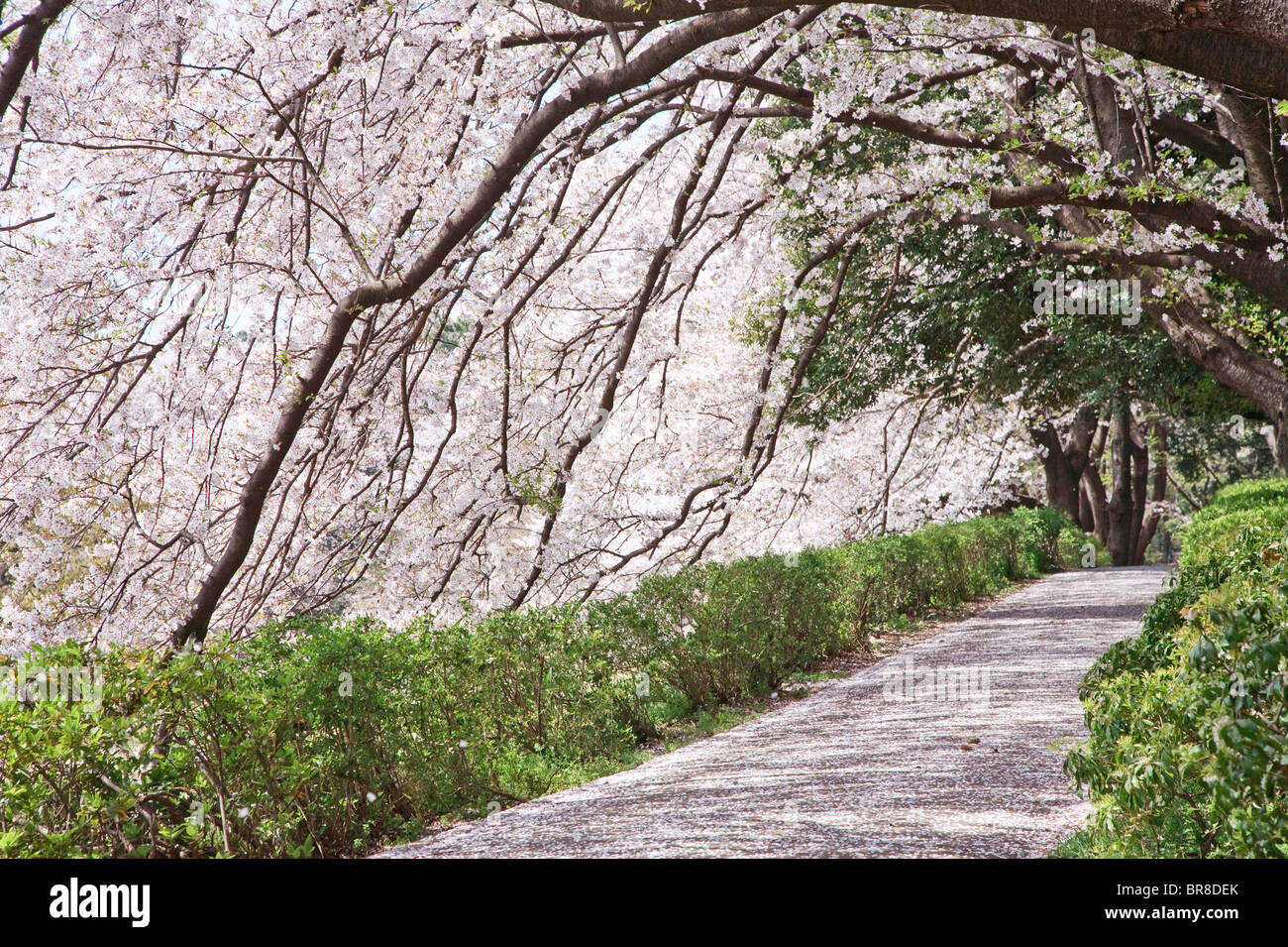 Flower footpaths paths tree hi-res stock photography and images - Alamy