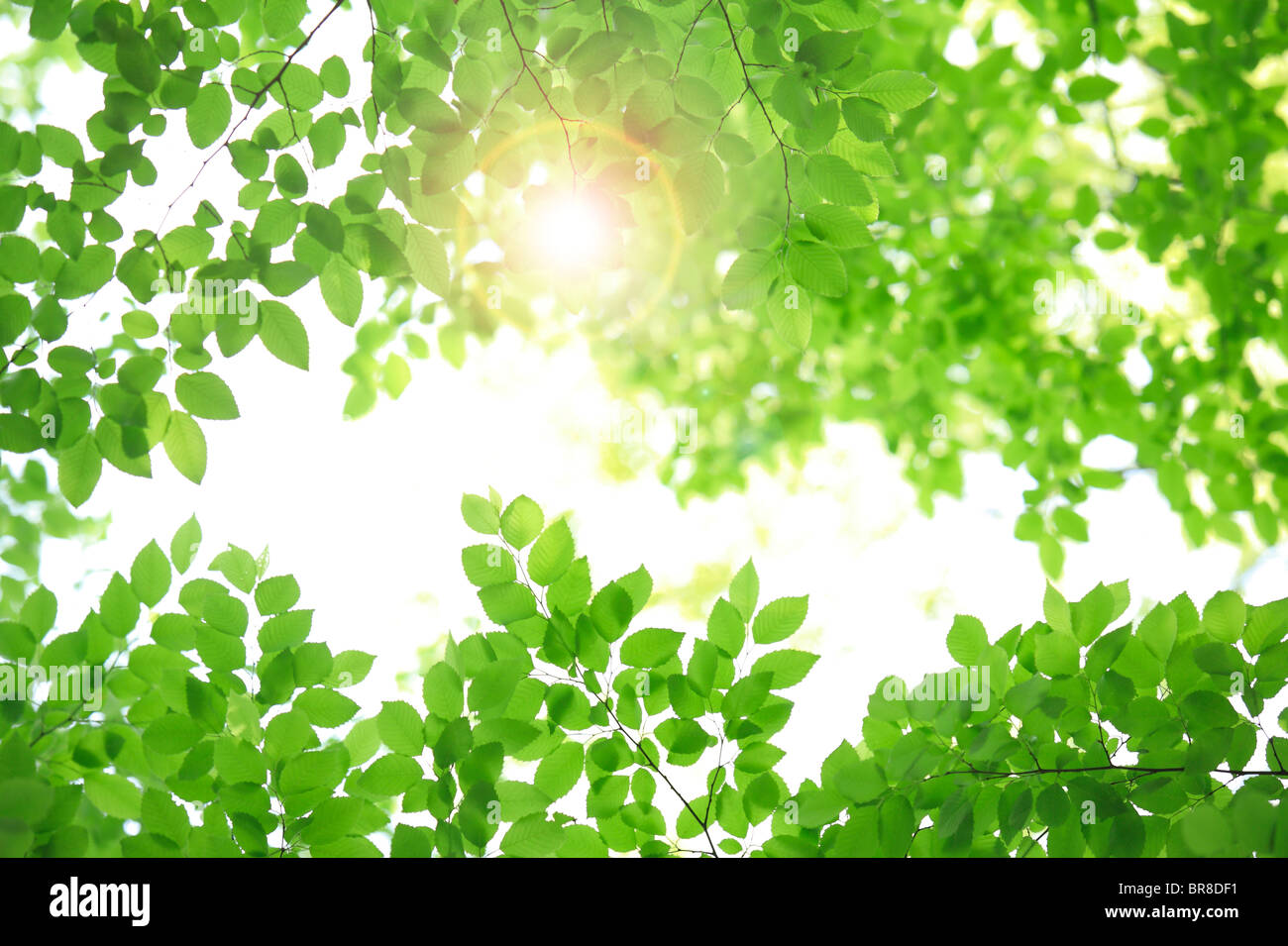 Leaves and sunlight Stock Photo - Alamy