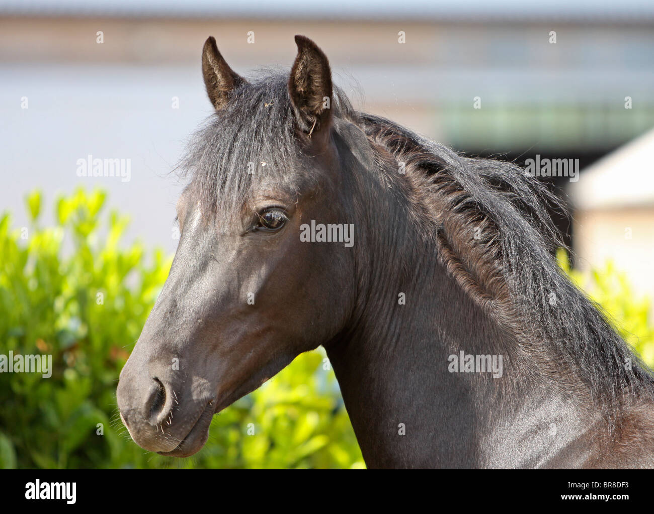 Head of a brown Morgan horse Stock Photo - Alamy