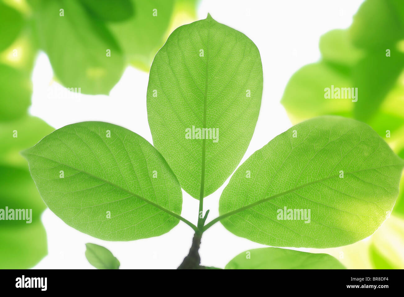 Close-up of leaves Stock Photo - Alamy