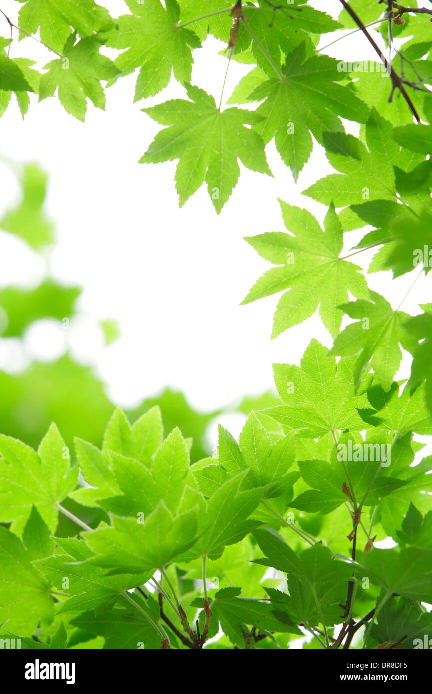 Japanese maple leaves, Low Angle View Stock Photo - Alamy